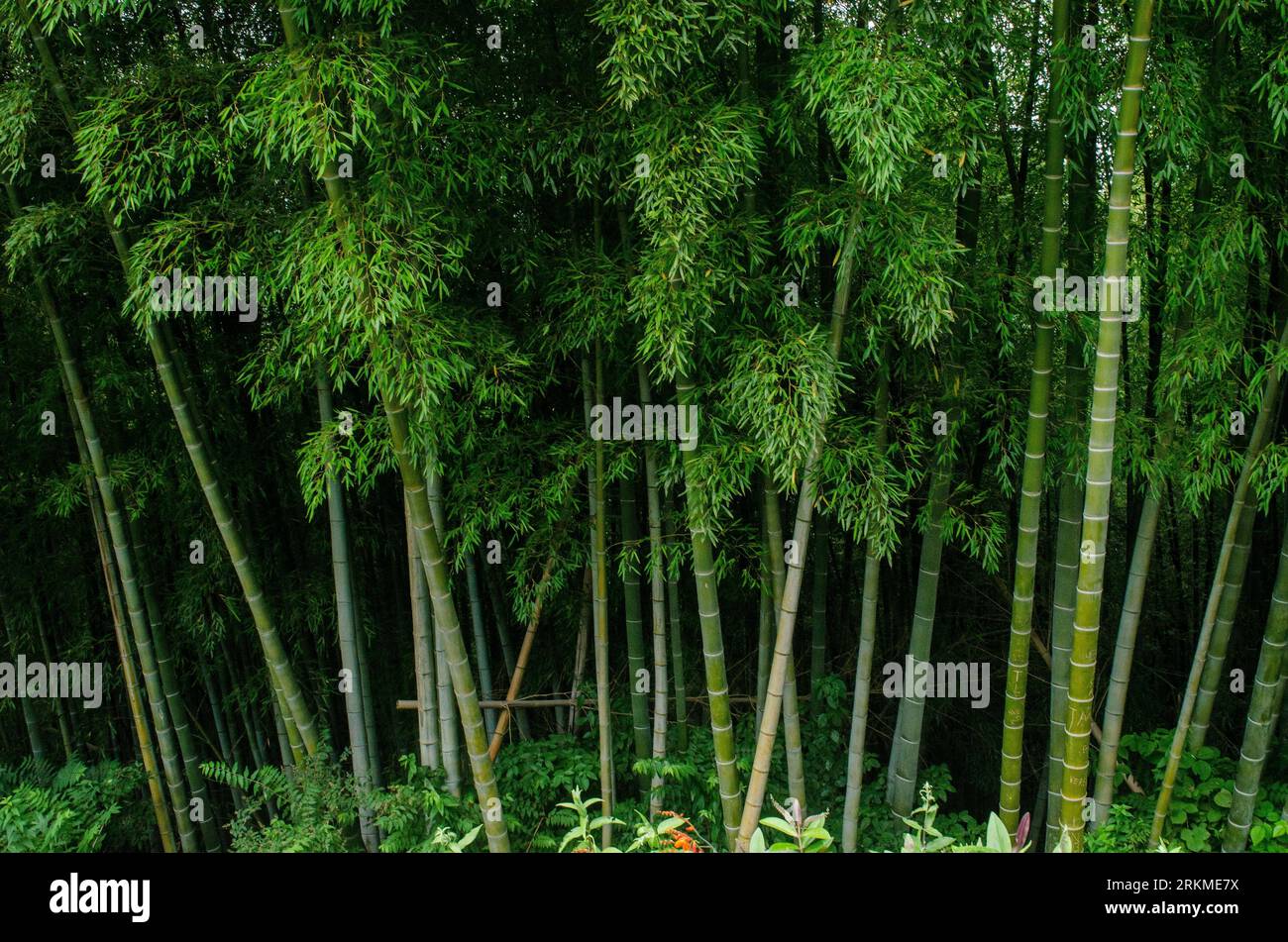 Bamboo forest woods green tall stem and leaves landscape nature scenery ...