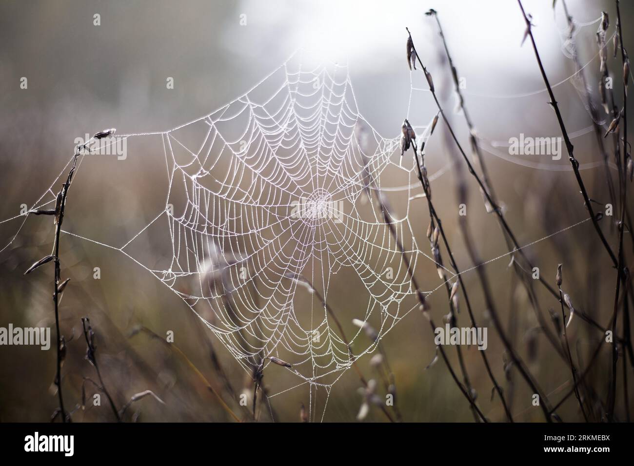 Web artistry hi-res stock photography and images - Alamy