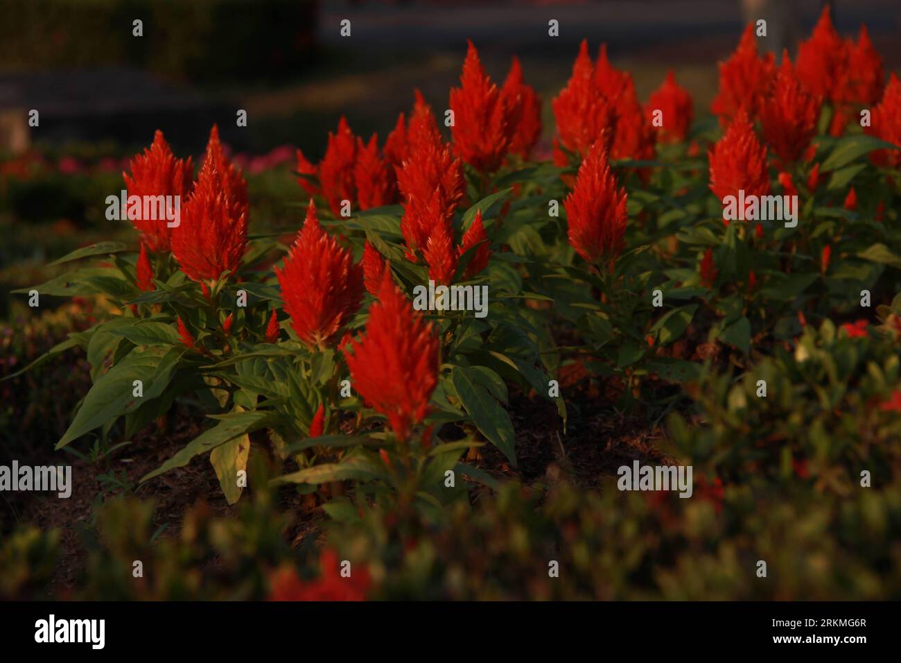 Dingdu hi-res stock photography and images - Alamy