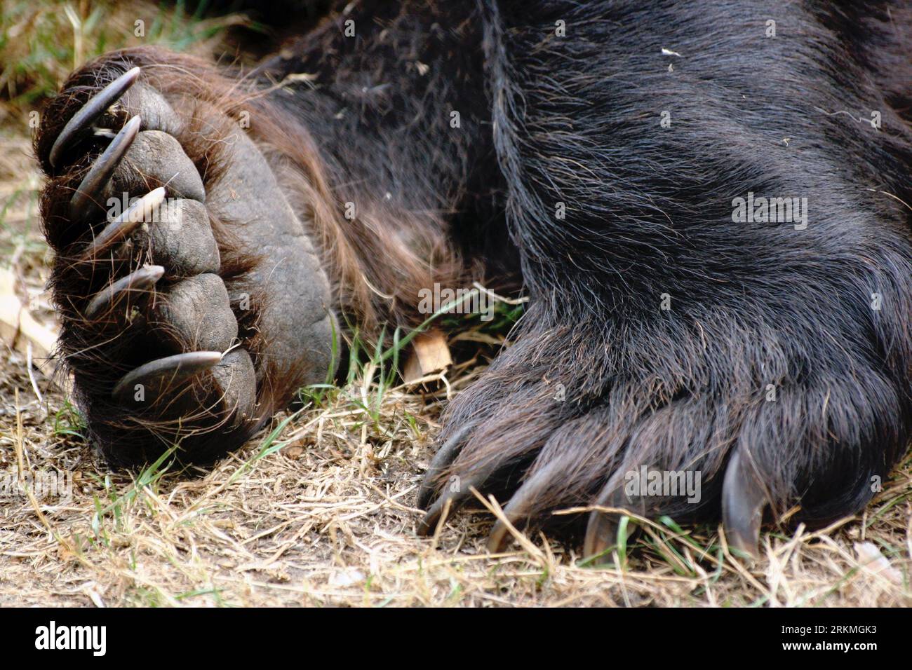 Bear feet hi-res stock photography and images - Alamy