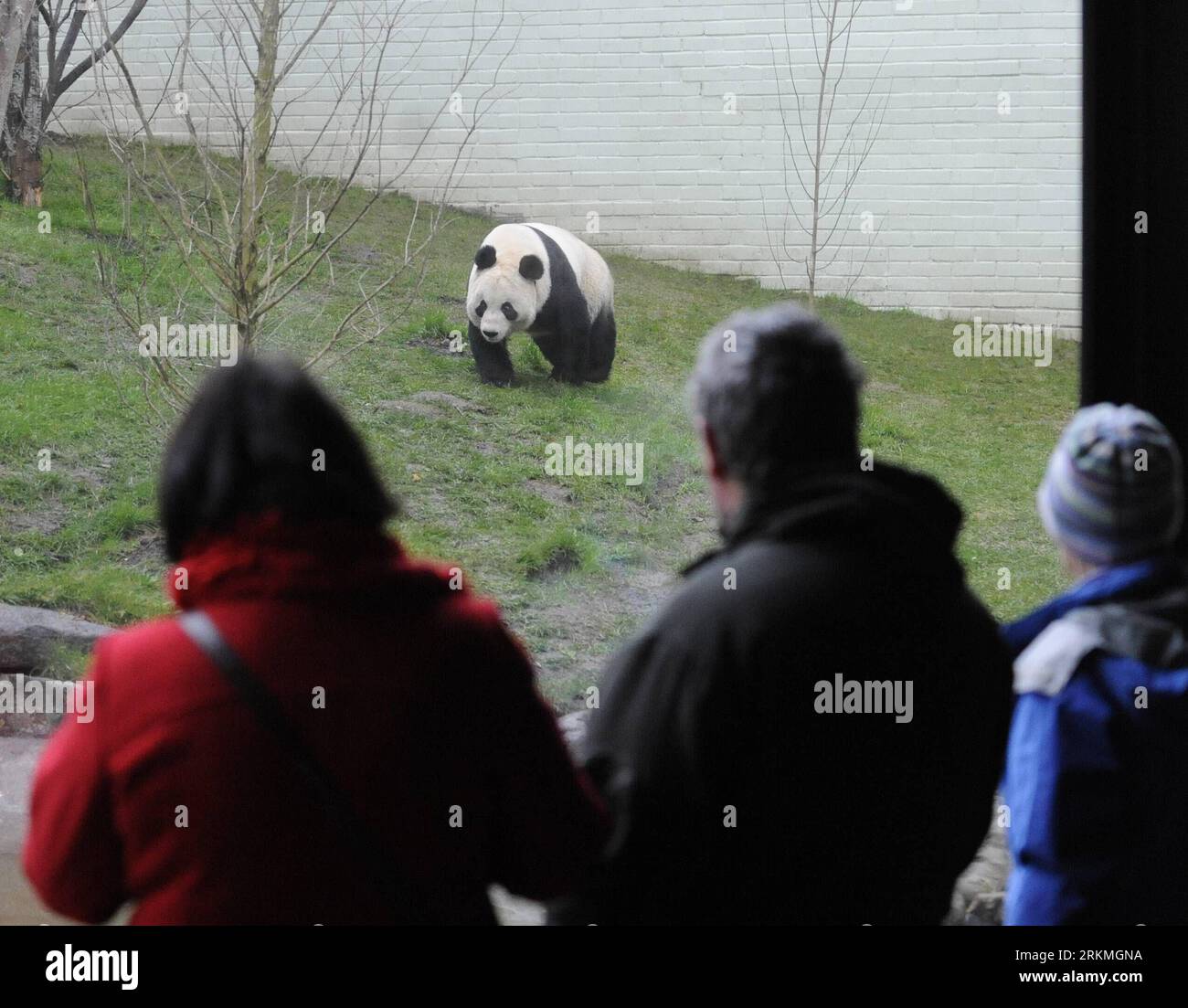 Edinburgh zoo pandas hi-res stock photography and images - Alamy