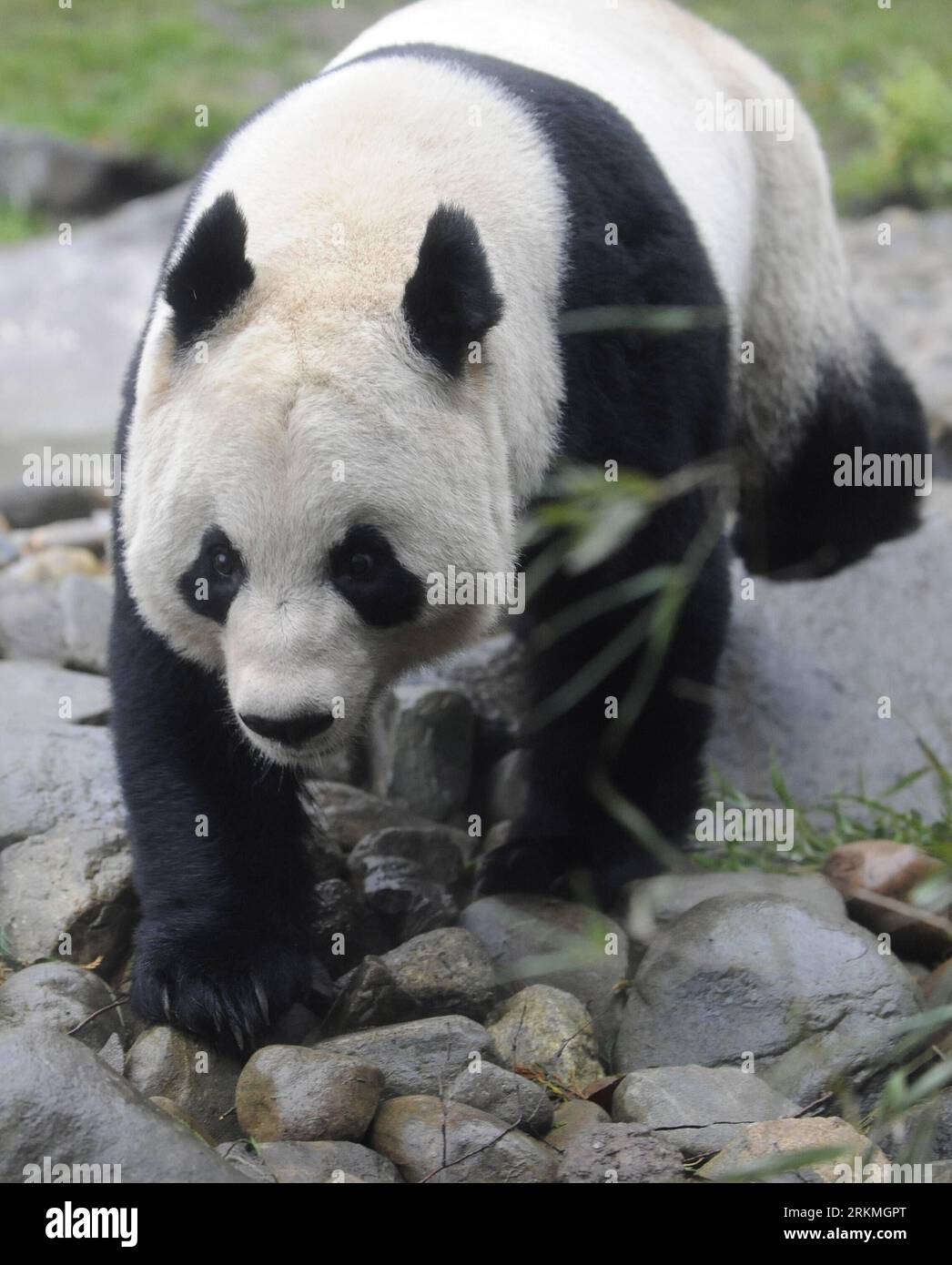 Edinburgh zoo giant pandas hi-res stock photography and images - Alamy