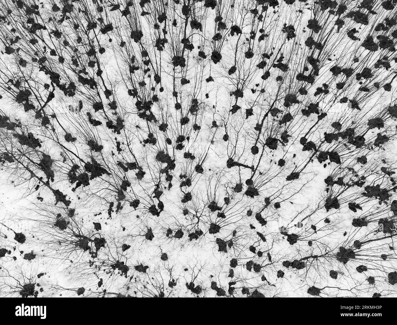 Flight over white forest Black and White Stock Photos & Images - Alamy