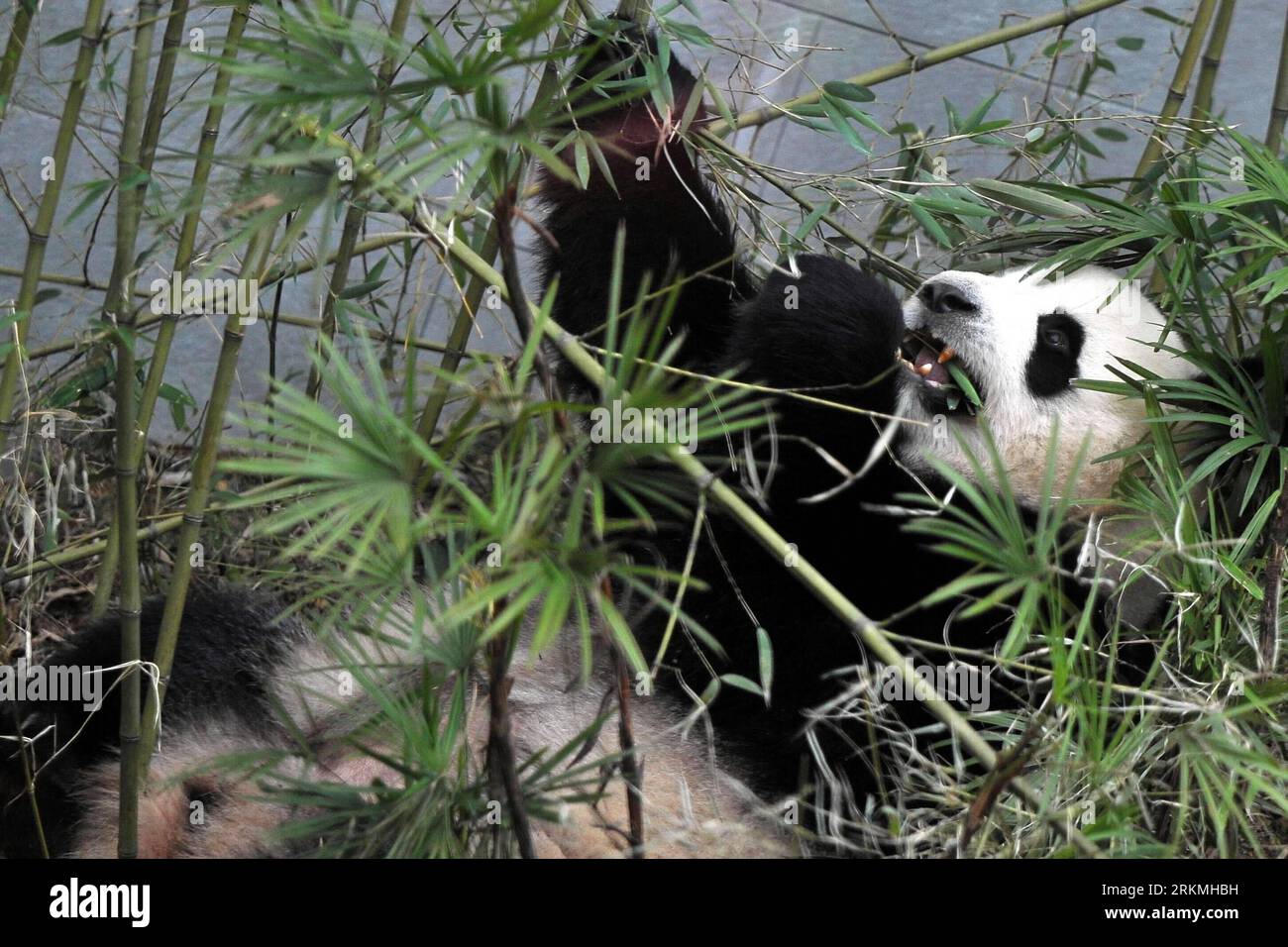 Riesenpanda kai kai hi-res stock photography and images - Alamy