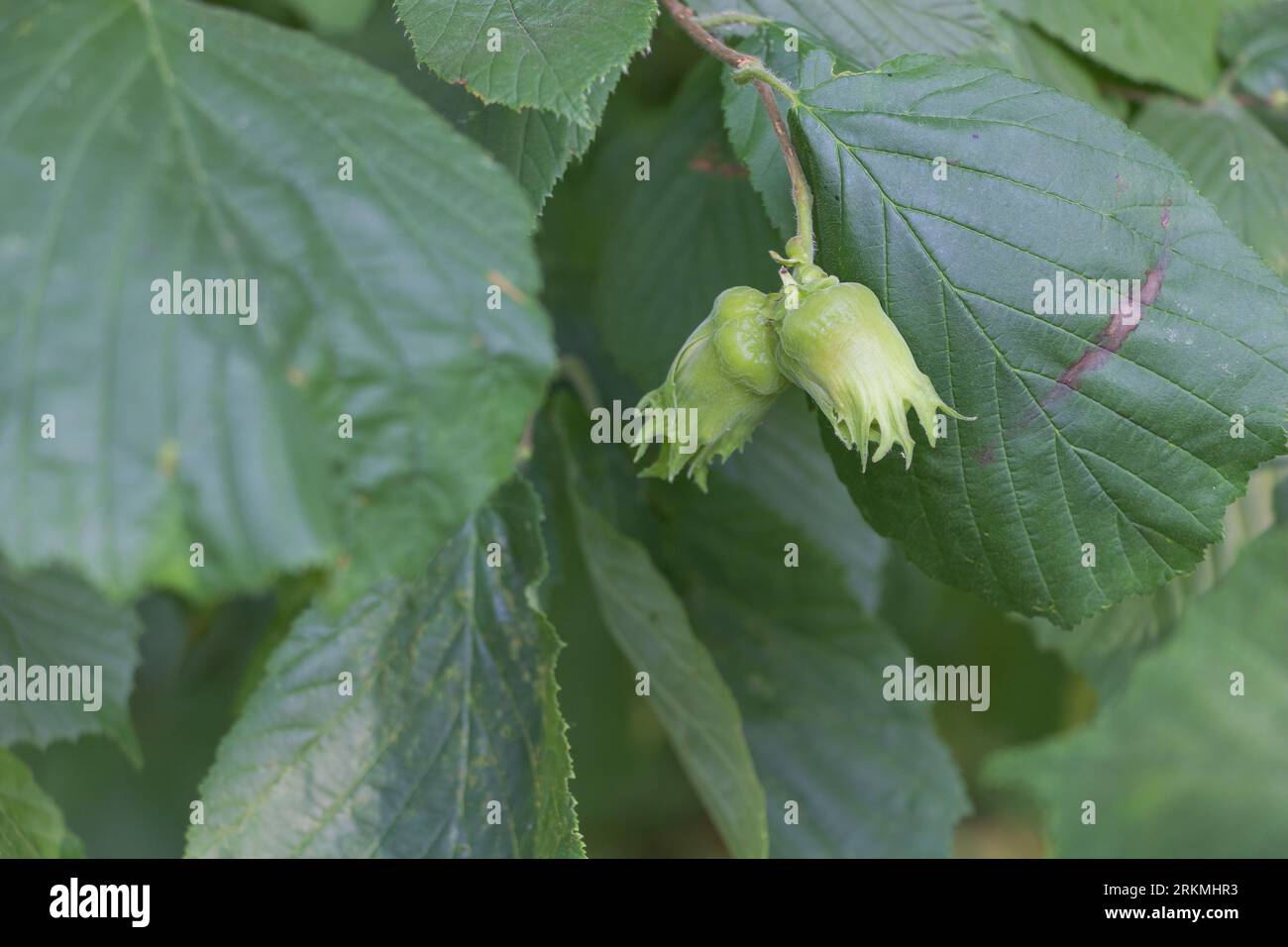 Green hazelnuts on a branch of a hazelnut tree Stock Photo - Alamy