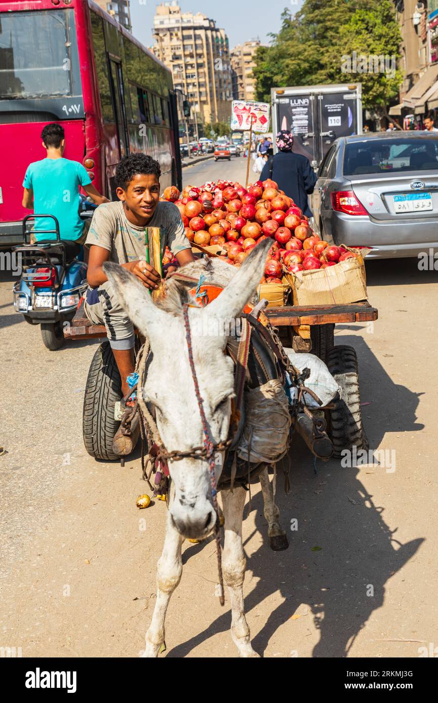 Africa, Egypt, Cairo. Donkey cart delivering pomegranates to market ...