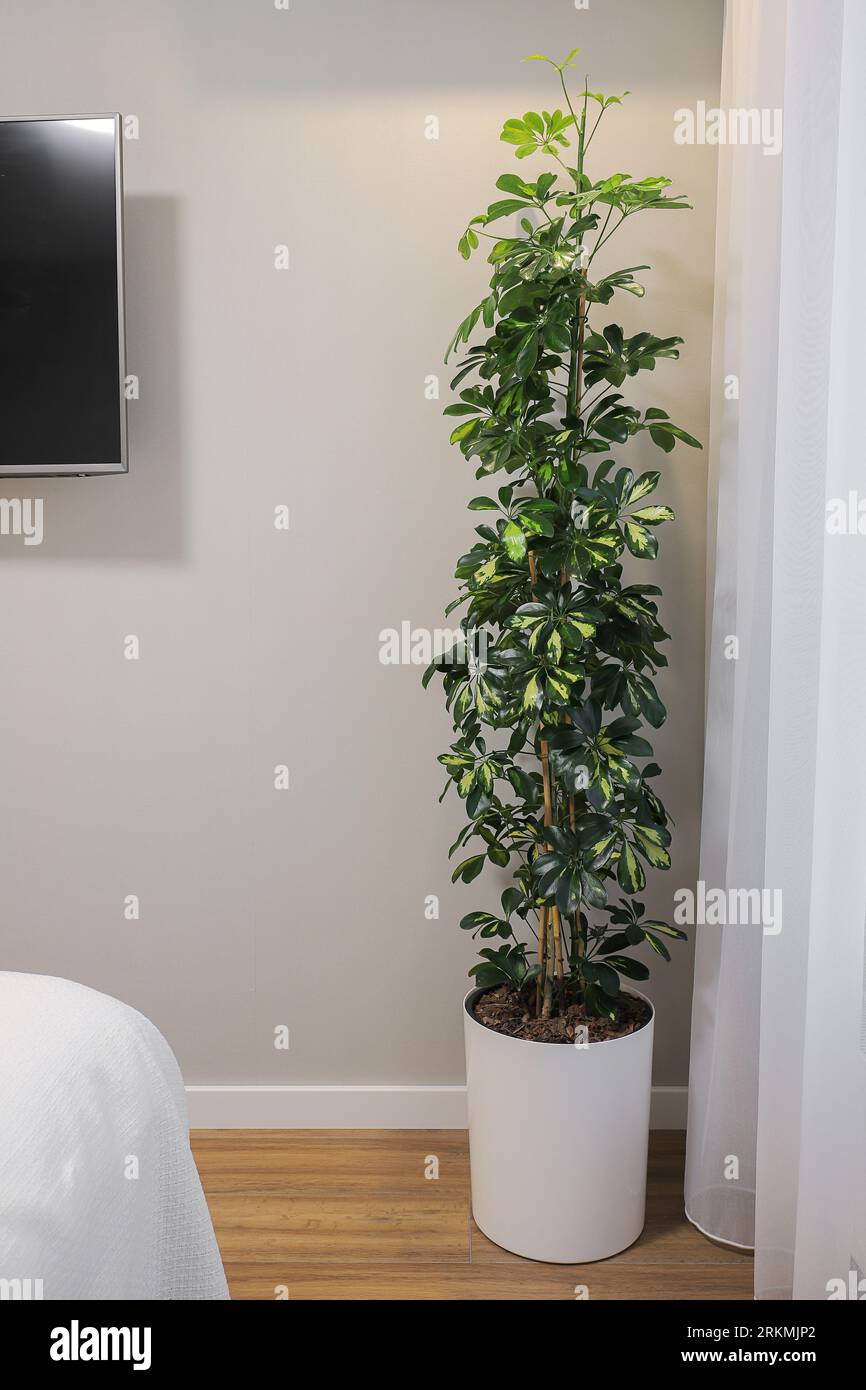 Ficus plant in modern hi-res stock photography and images - Alamy