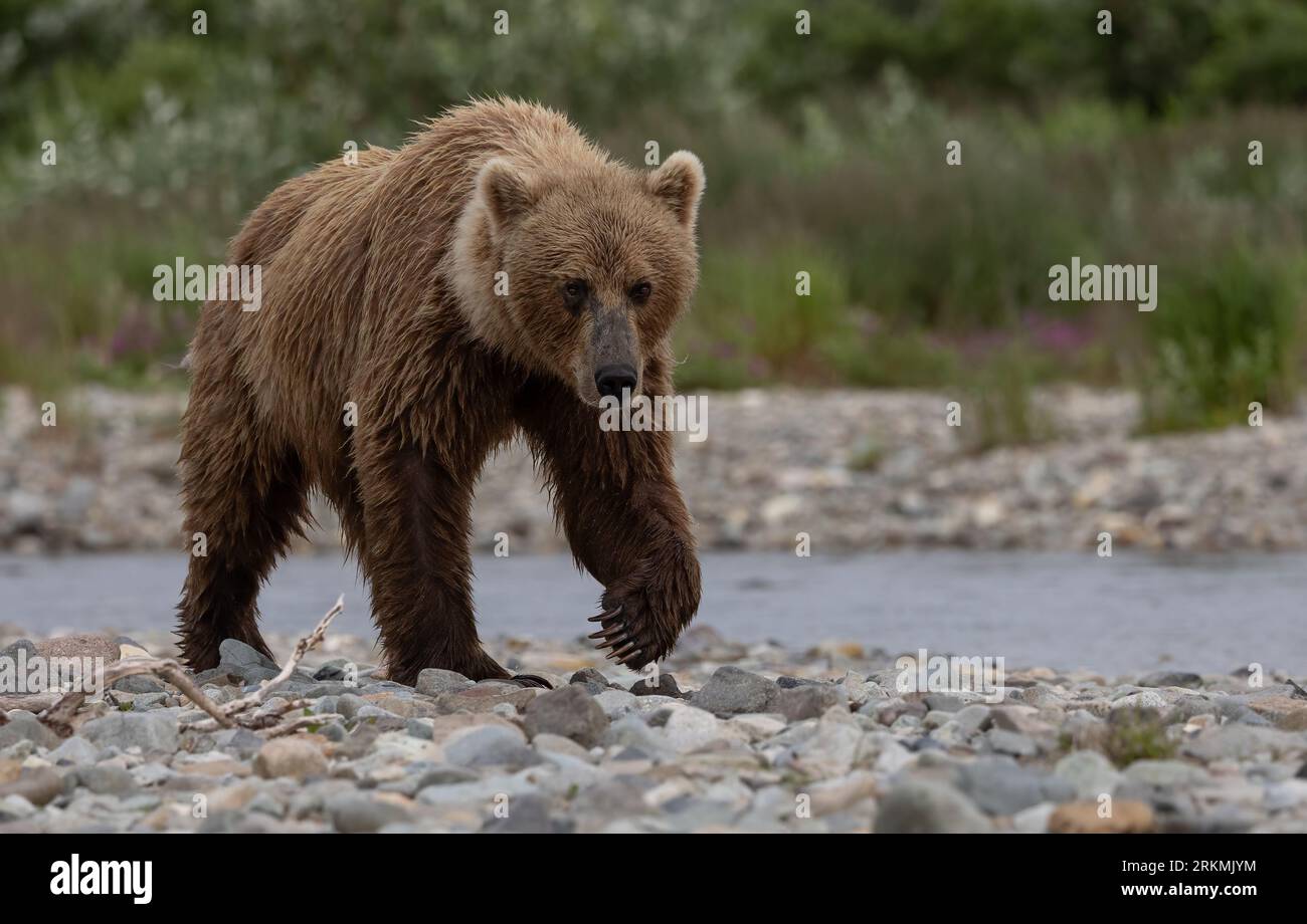 Bear river fly fishing hi-res stock photography and images - Alamy