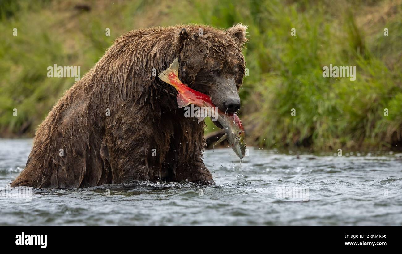 Bear river fly fishing hi-res stock photography and images - Alamy