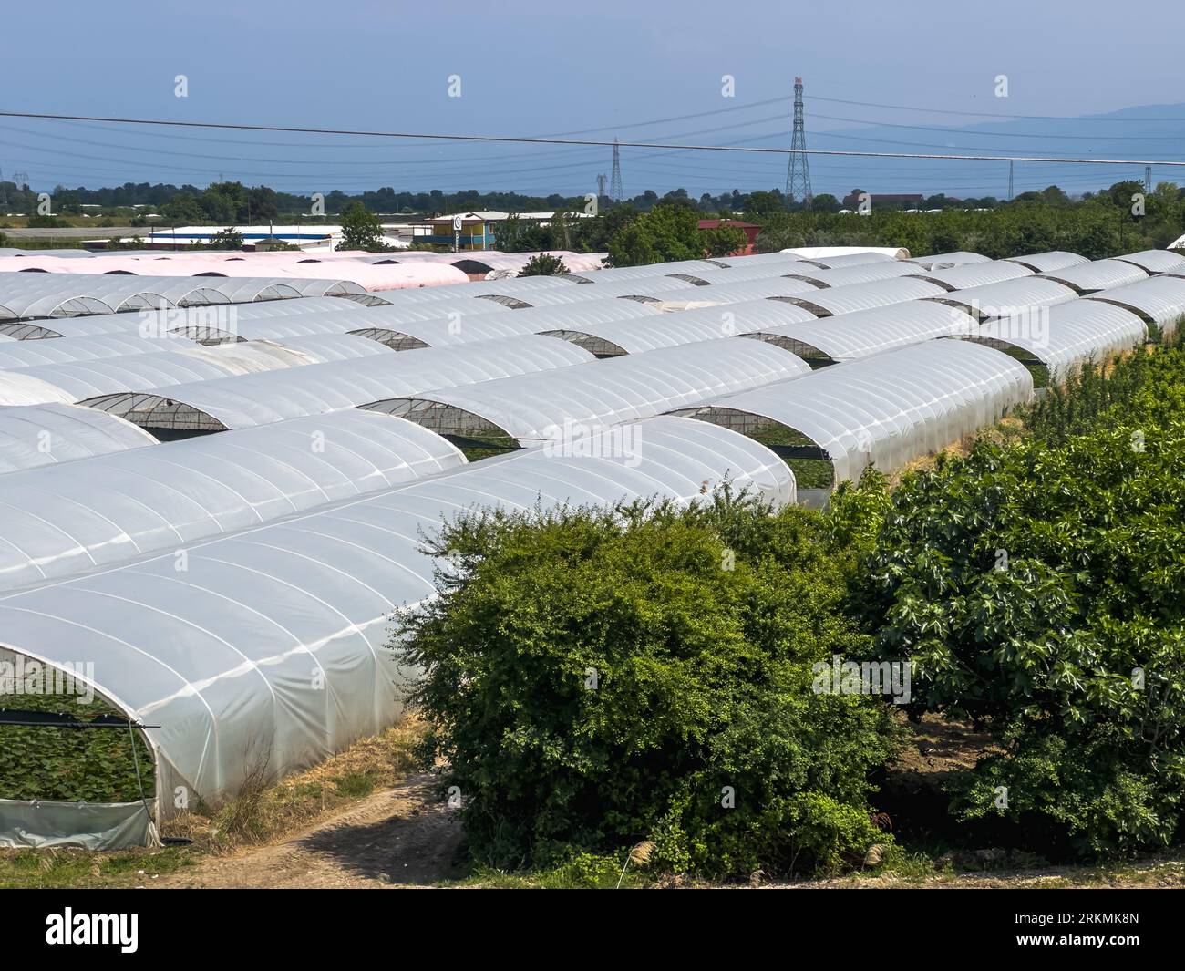 Greenhouse in a farm , Greenhouse cultivation as an all-season fruit ...