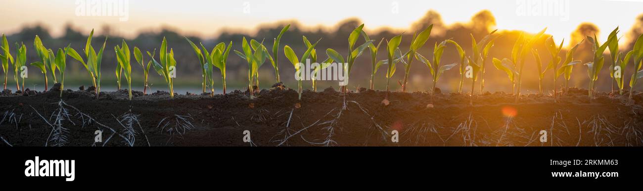 Young corn shoots roots hi-res stock photography and images - Alamy