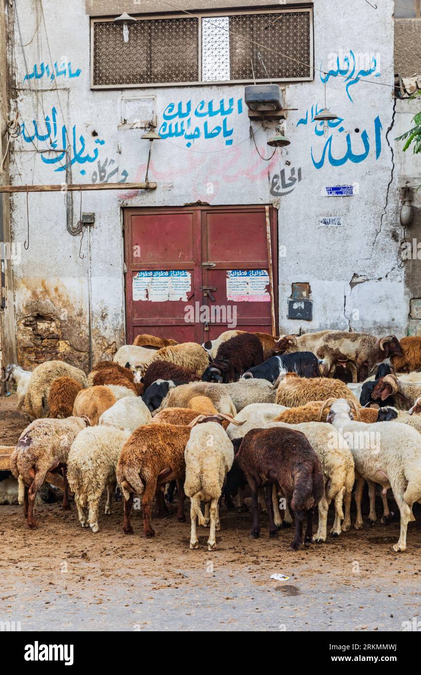 Africa, Egypt, Cairo. Goats for sale at an outdoor market Stock Photo ...