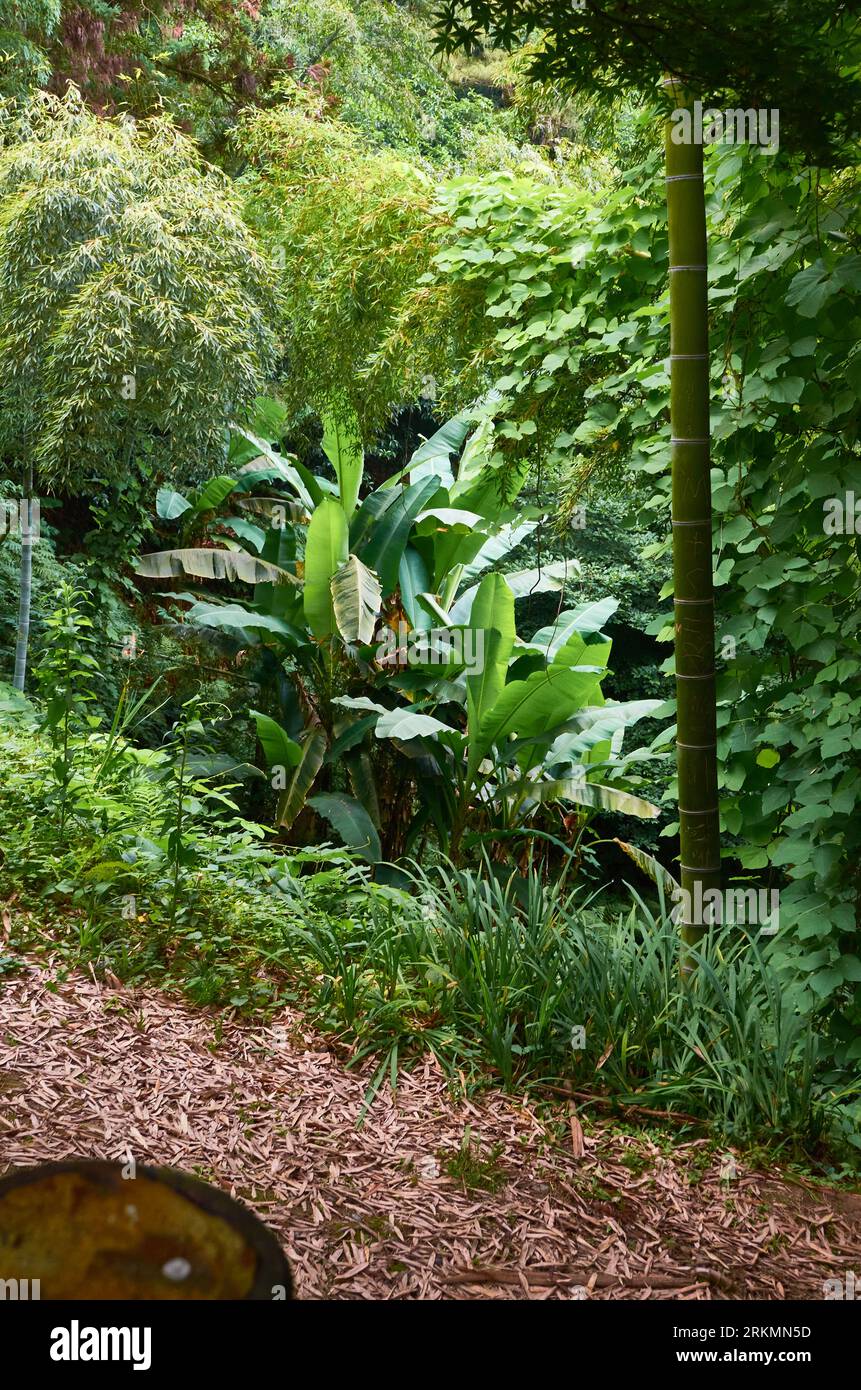 Vibrous, lush green tropical evergreen rainforest vegetation plants in ...