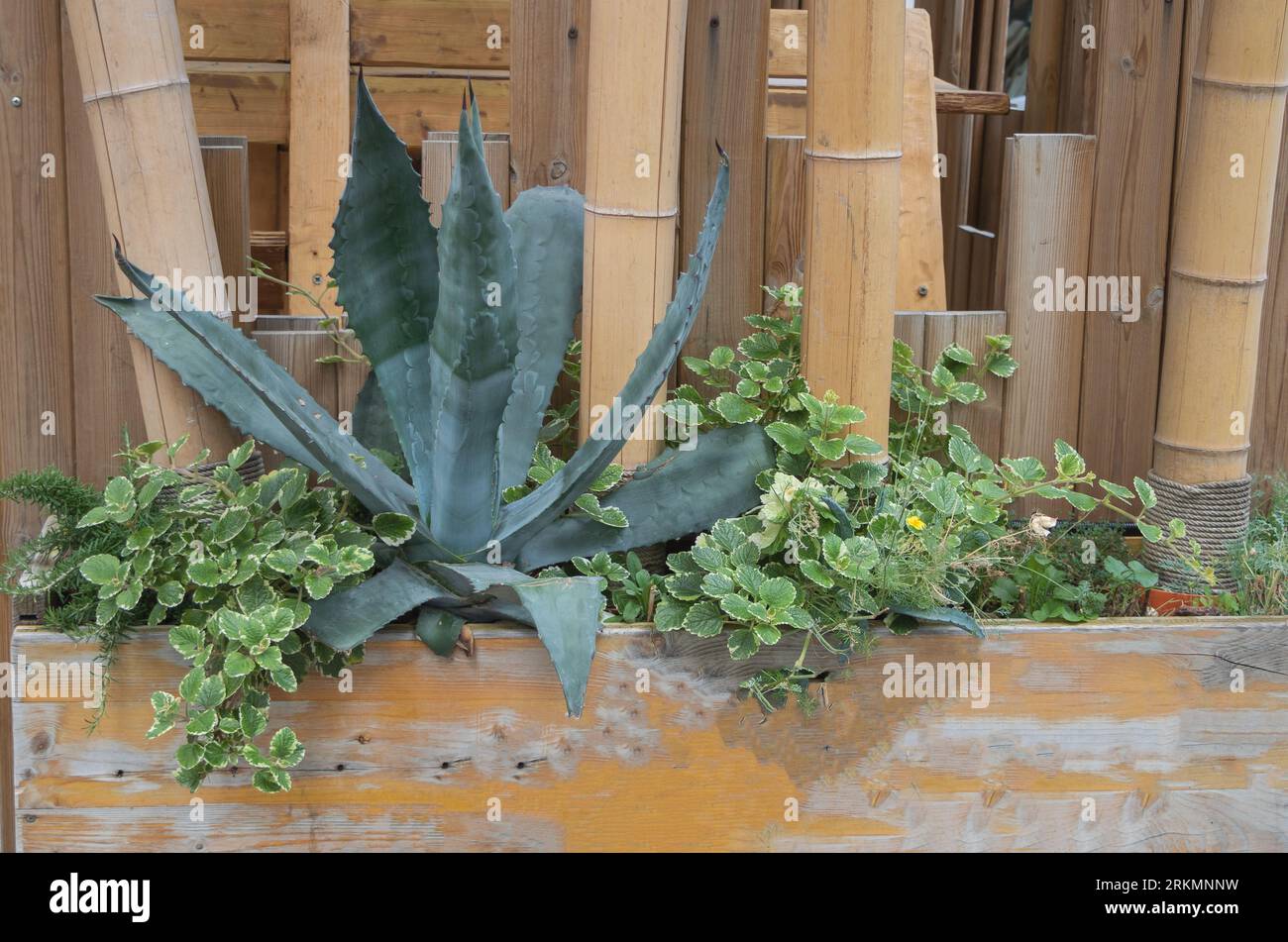 Agave plant in a wooden pot in a garden surrounded by bamboo decoration ...