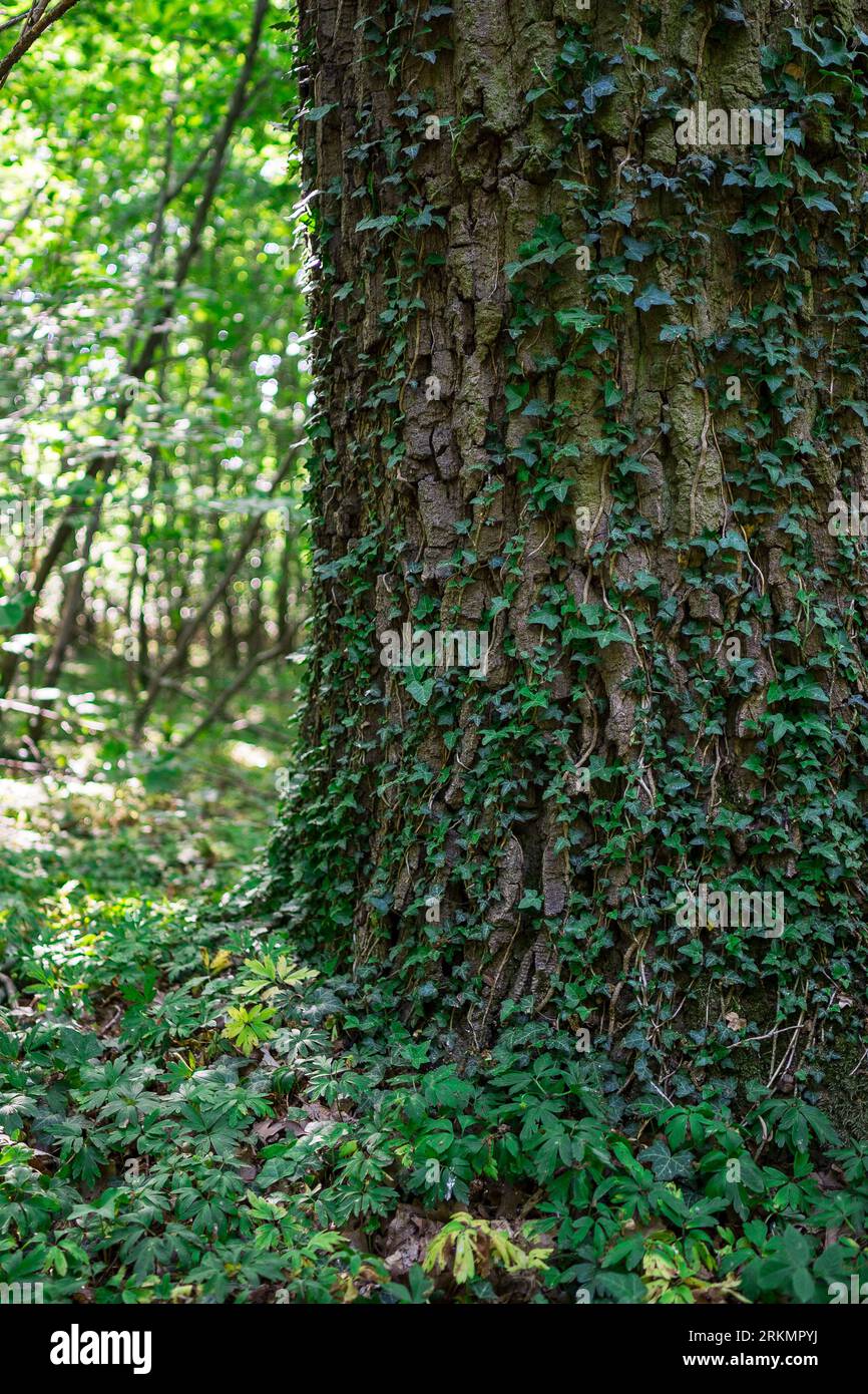 Ivy in the forest hi-res stock photography and images - Alamy