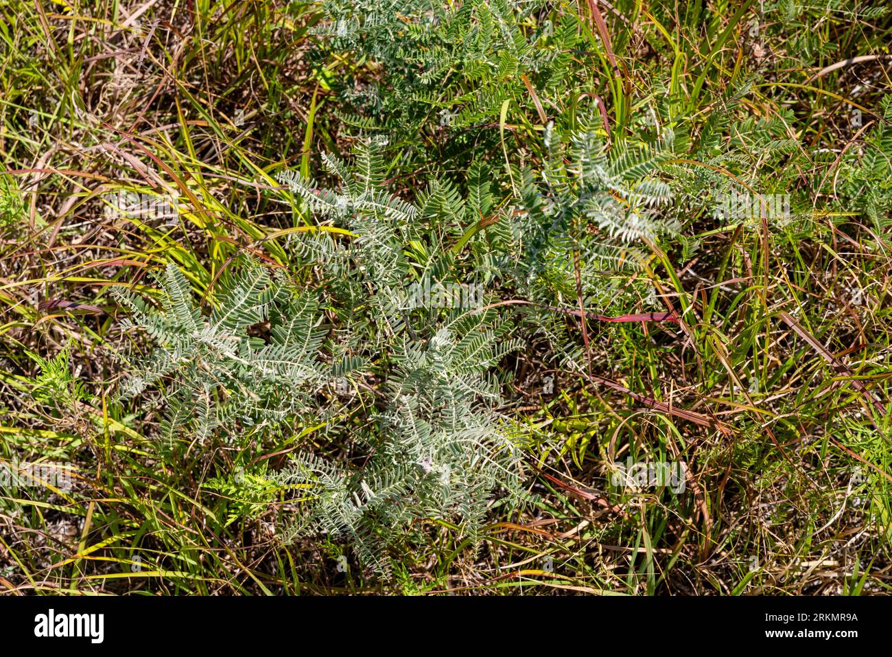 Lead plant (Amorpha canescens) at Tallgrass Prairie National Preserve ...