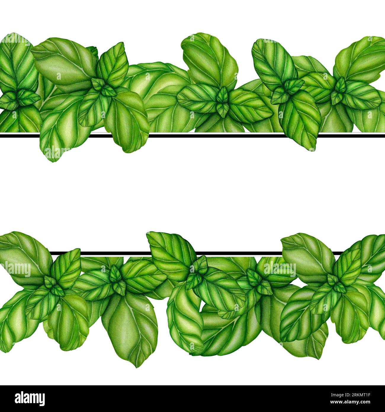 Watercolor frame basil branch with green leaves. Hand drawn botanical ...