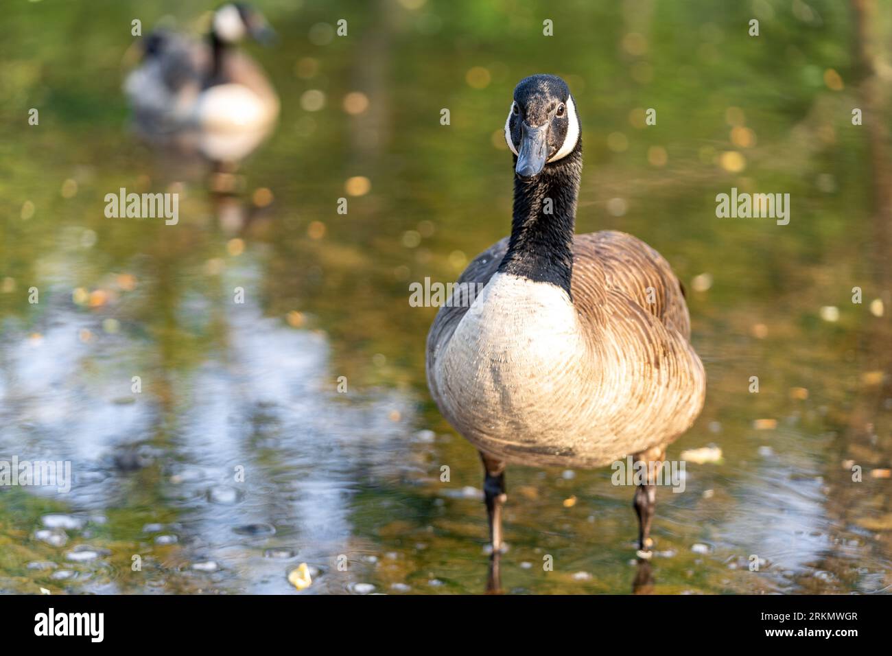 Shallow body hi-res stock photography and images - Alamy
