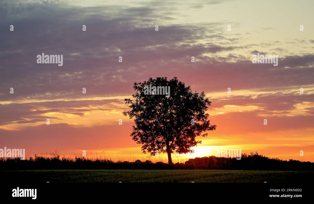 Tree silhouette at sunrise Stock Photo - Alamy