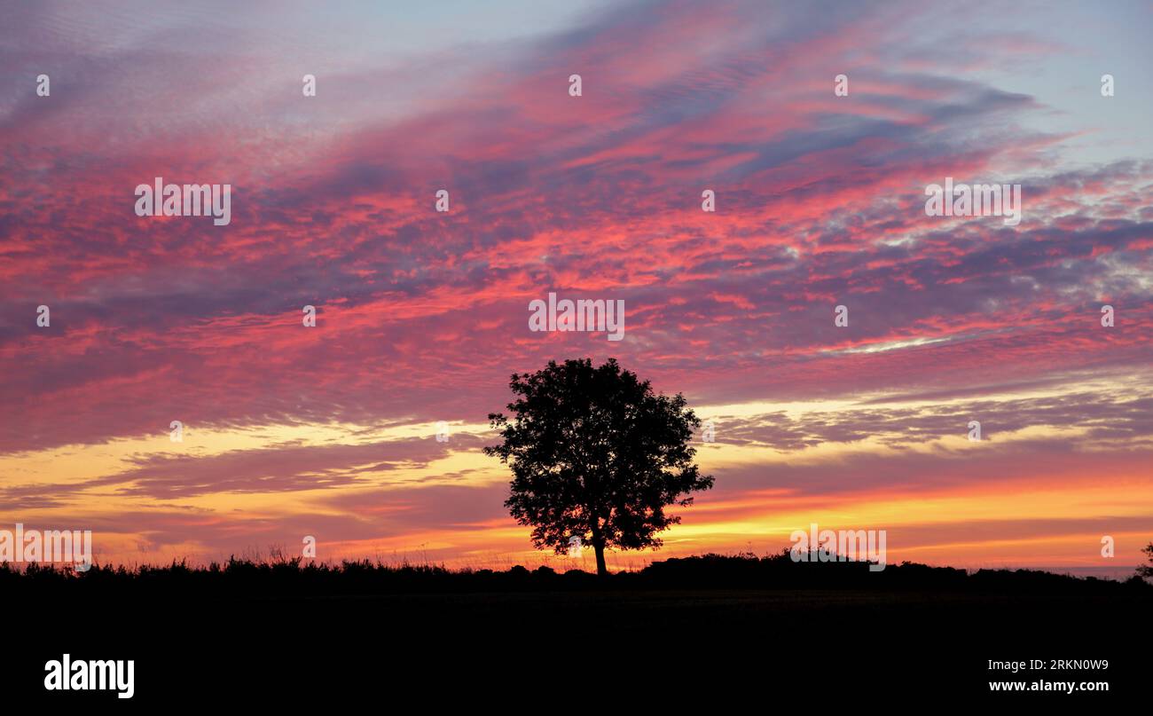 trere Silhouette at sunrise Stock Photo - Alamy