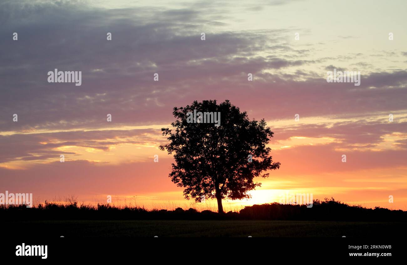 trere Silhouette at sunrise Stock Photo - Alamy