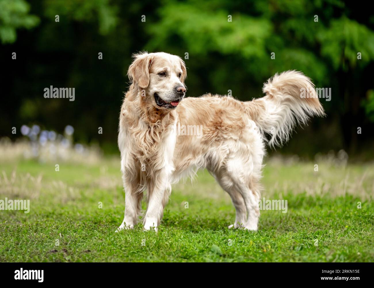 Toller nose hi-res stock photography and images - Alamy