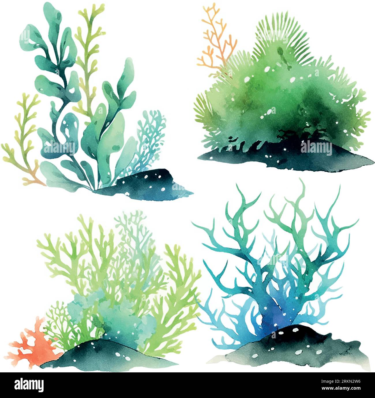 Seaweed watercolor. Vintage botanical illustration. Vector decoration ...