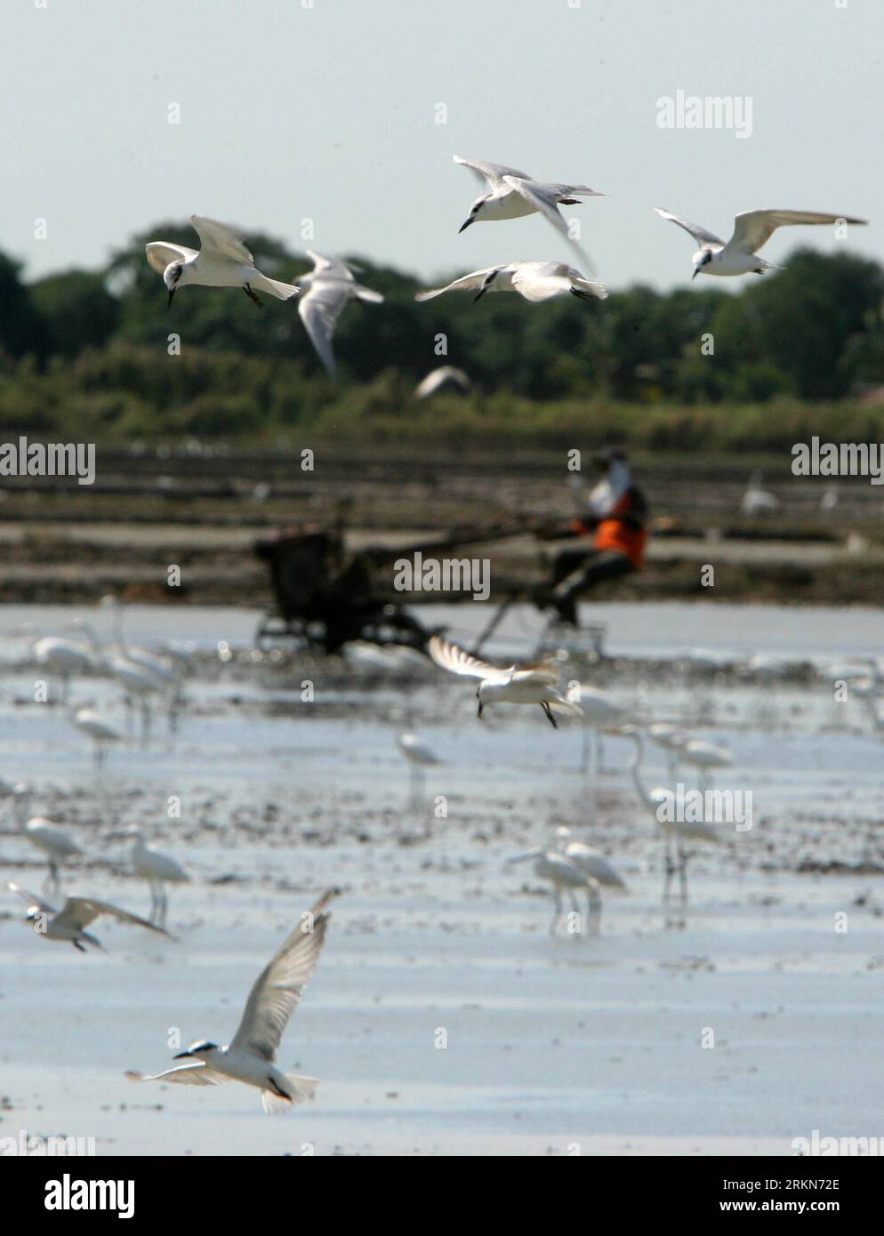 Candaba swamp hi-res stock photography and images - Alamy
