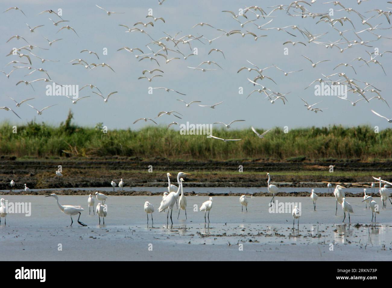 Candaba swamp hi-res stock photography and images - Alamy