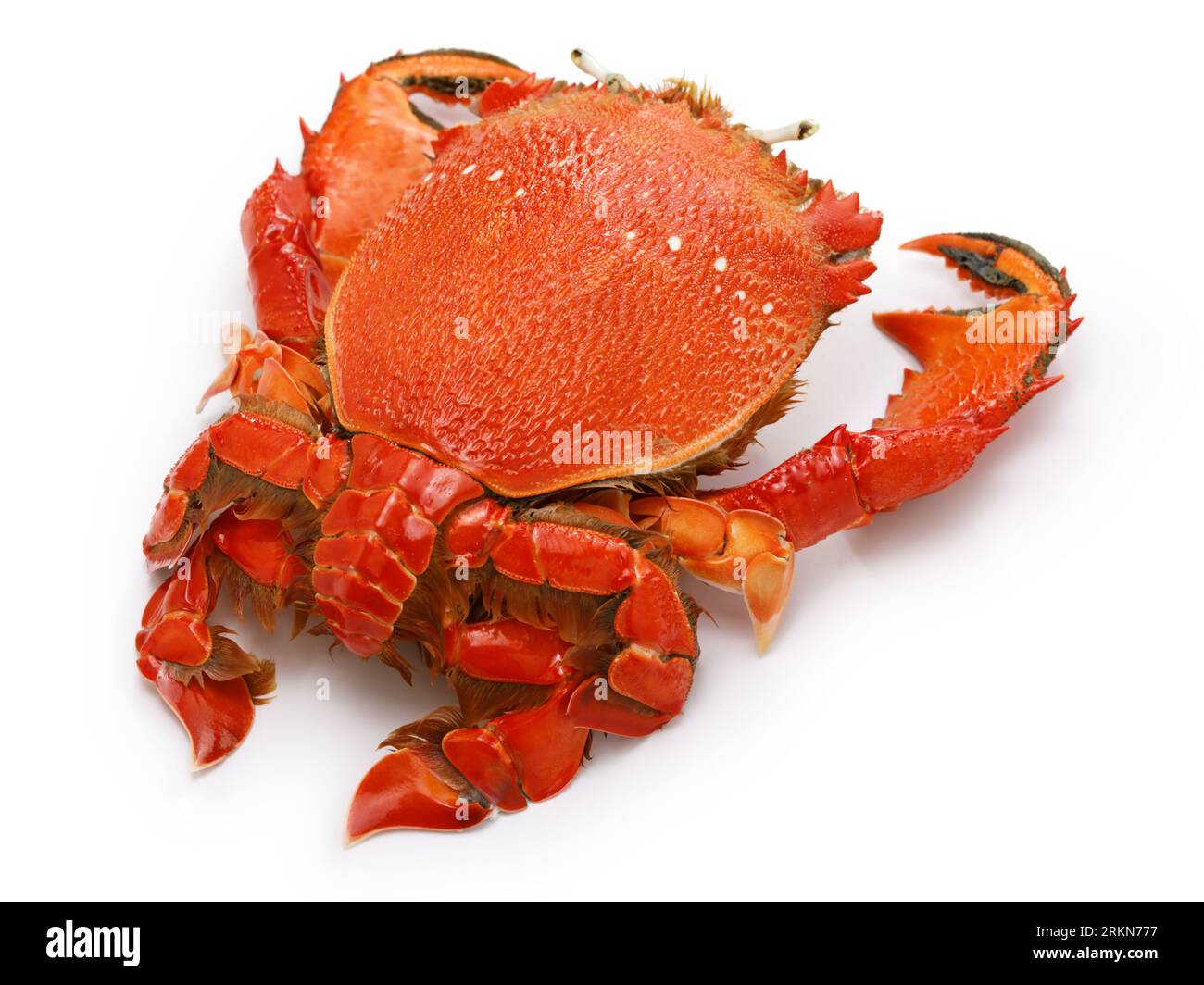 Spanner crab hi-res stock photography and images - Alamy