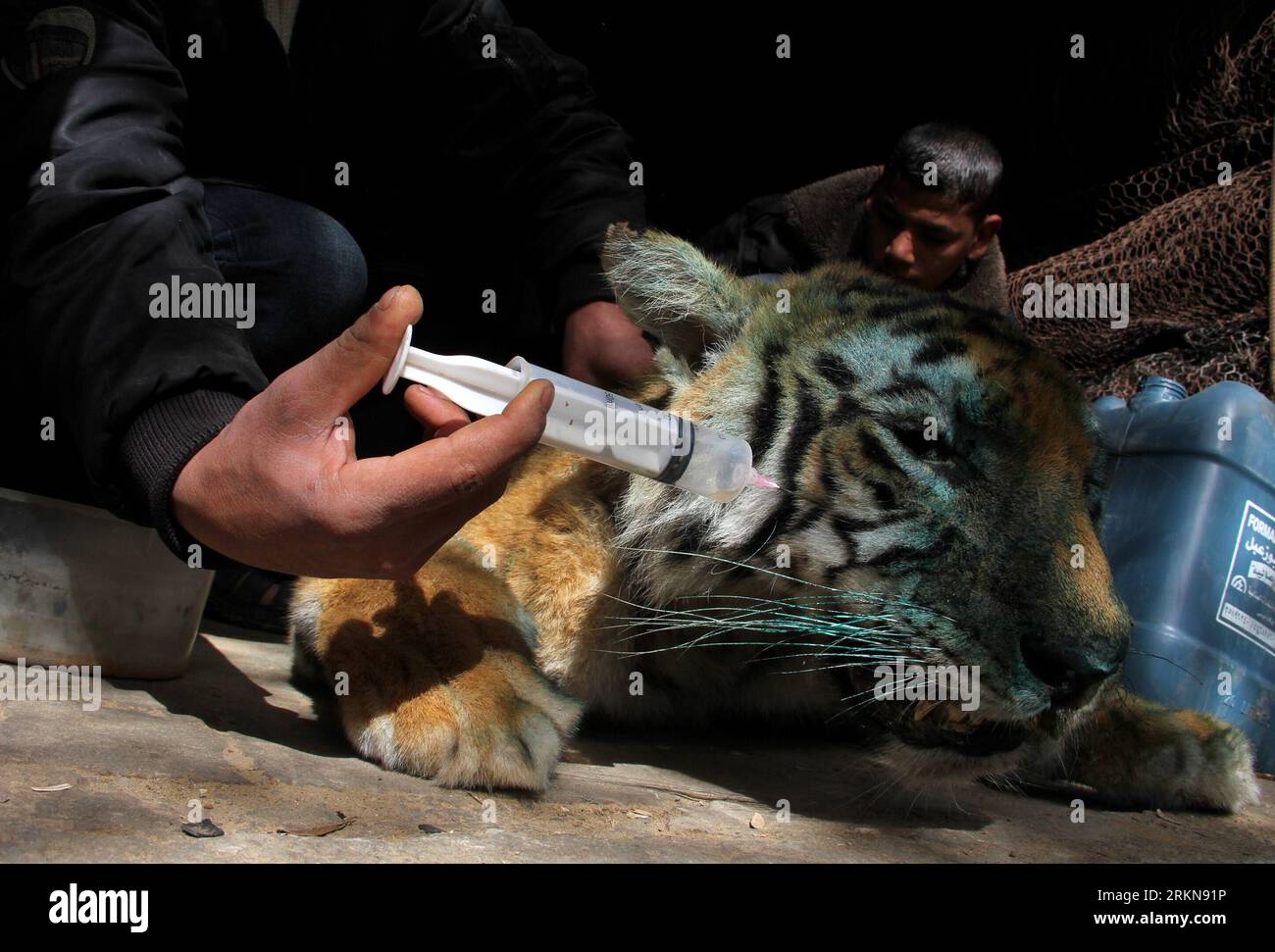 Dead tiger hi-res stock photography and images - Alamy