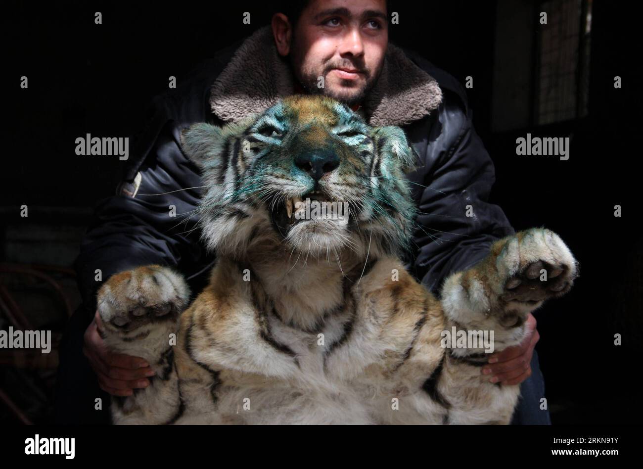 Dead tiger hi-res stock photography and images - Alamy