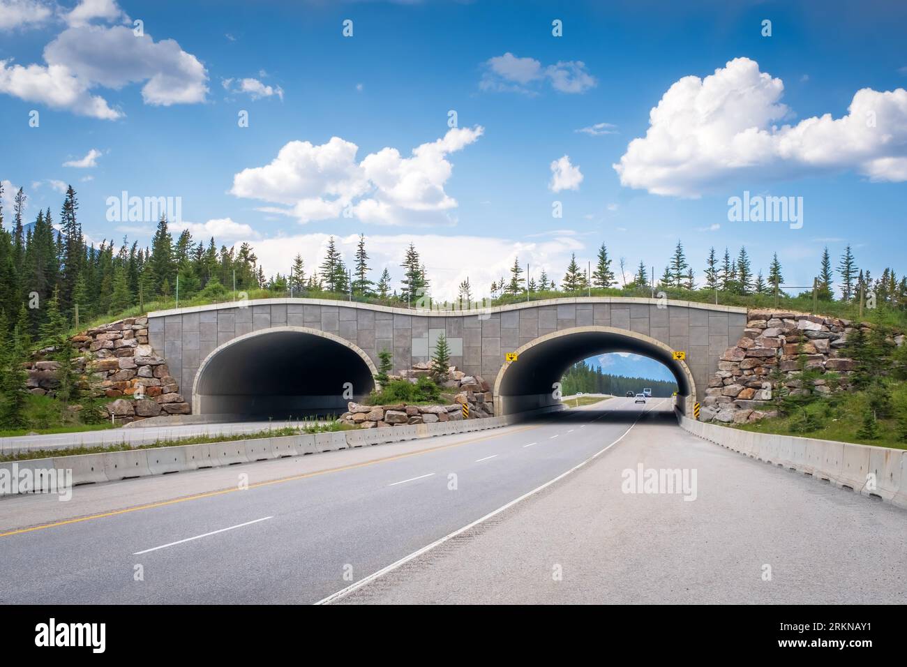 Overpasses have been build across the highway in Banff National Park to ...