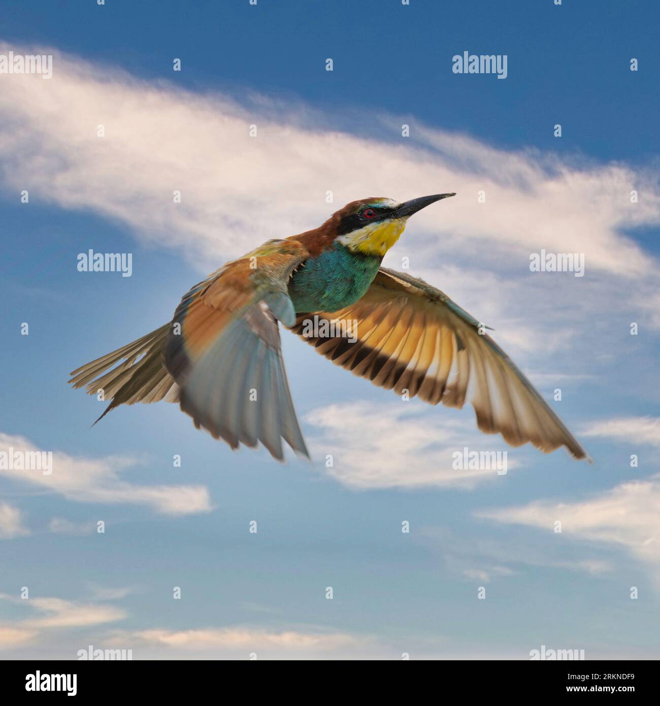 OUR BIRDS, INSECTS, FLOWERS, TREES Stock Photo - Alamy