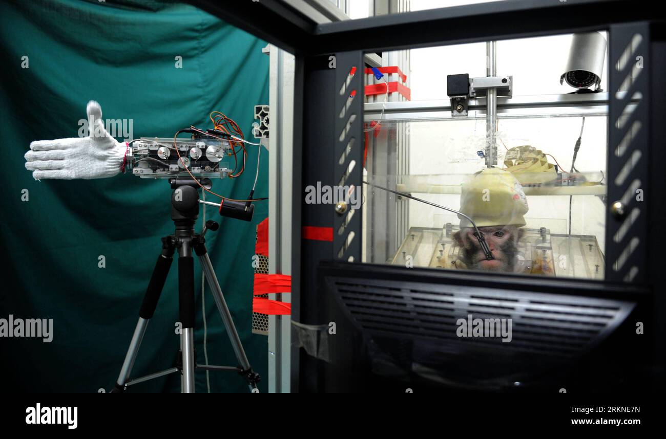 Monkey hand grab hi-res stock photography and images - Alamy