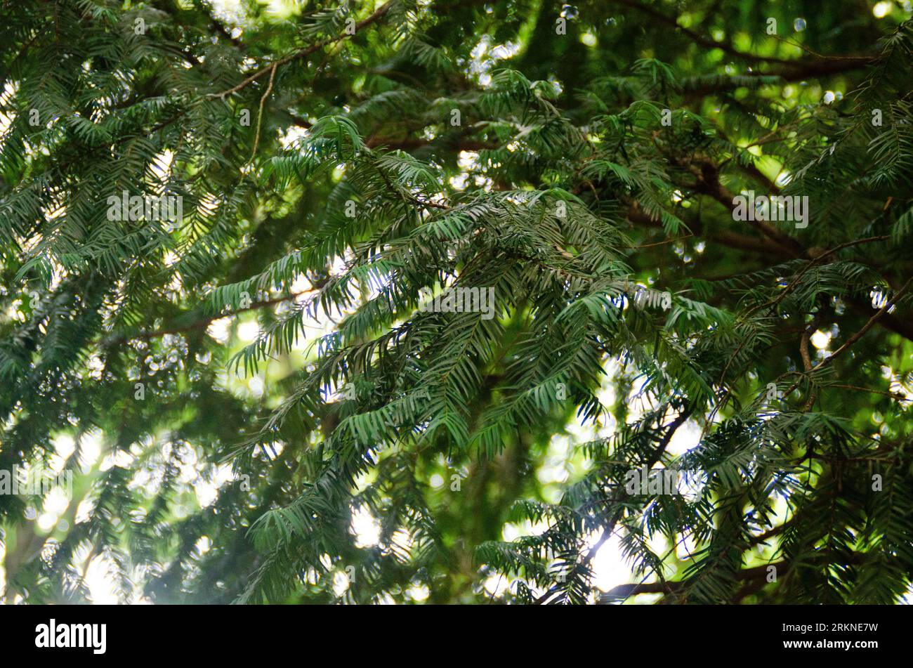 Torreya nucifera evergreen coniferous tree foliage close up. Nature ...