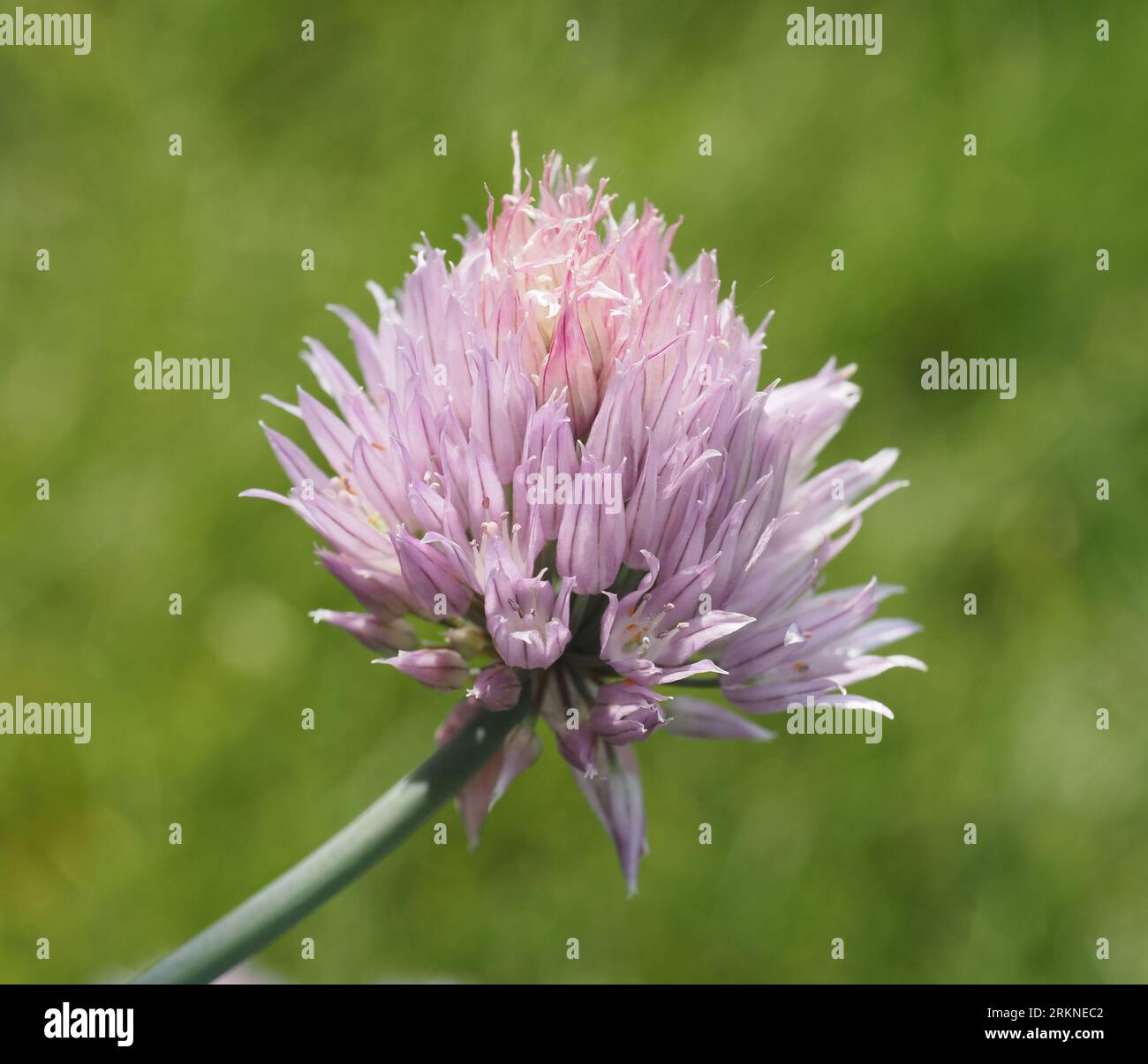 Chive flower head in full bloom. Scientific name: Allium schoenoprasum ...