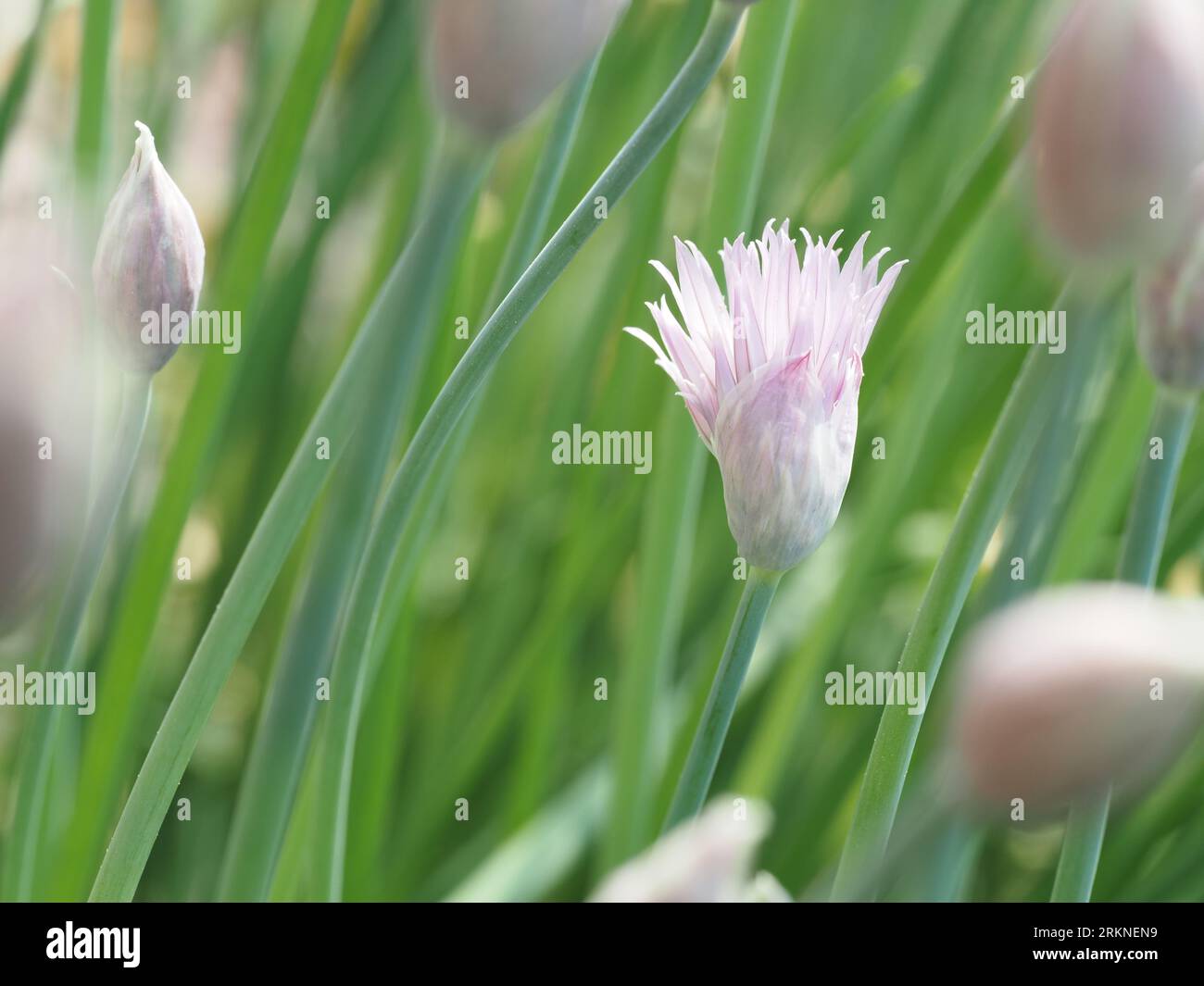 Chive flower head blooming. Scientific name: Allium schoenoprasum ...