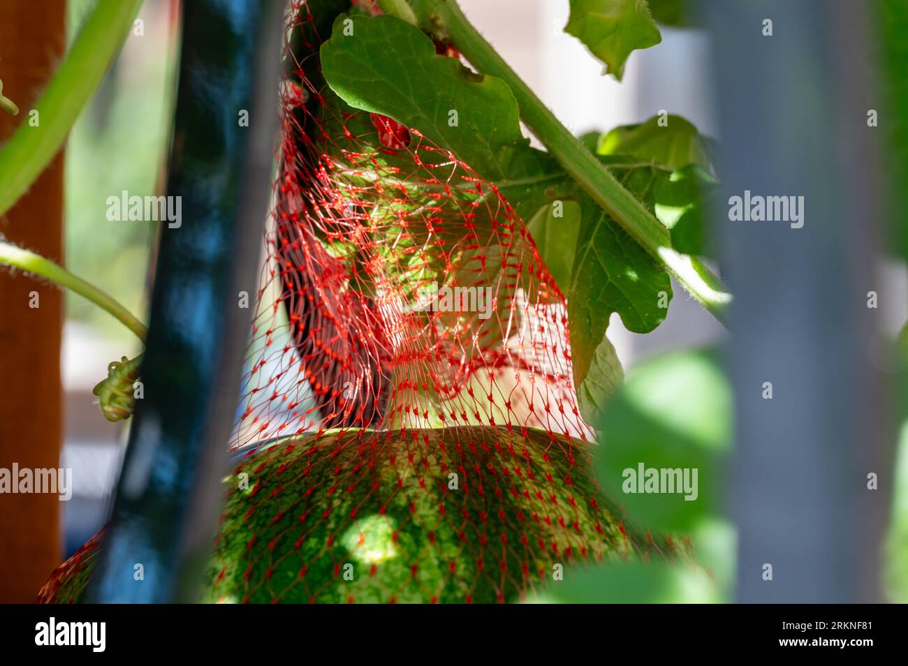 Suspended watermelon in a fruit sling to support the weight Stock Photo ...