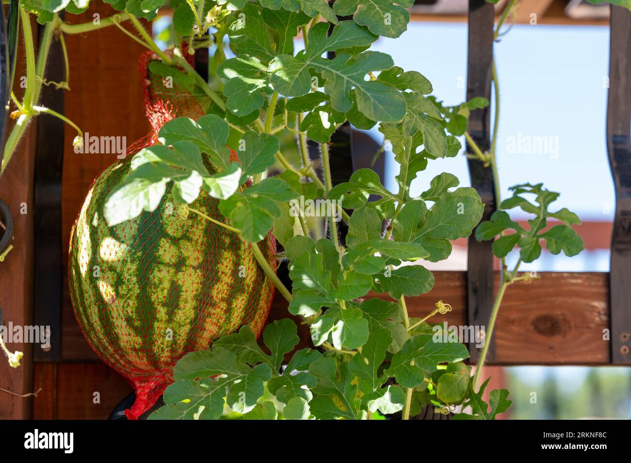 Suspended watermelon in a fruit sling to support the weight Stock Photo ...