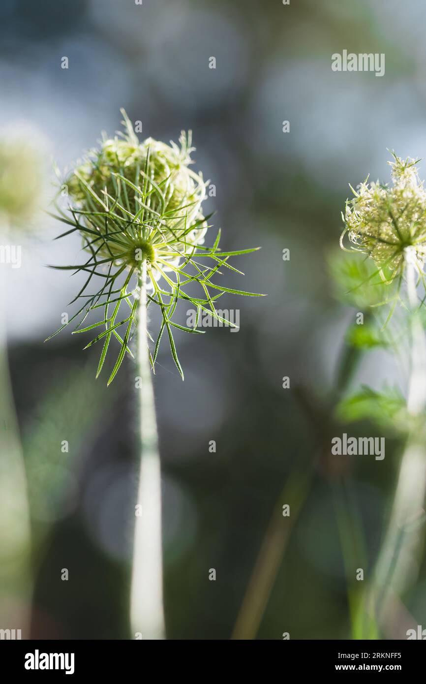 Daucus carota, European wild carrot, bird's nest, bishop's lace, and ...