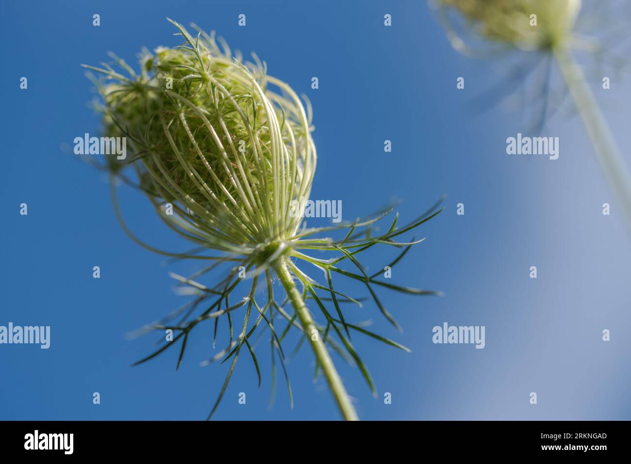Daucus carota, European wild carrot, bird's nest, bishop's lace, and ...
