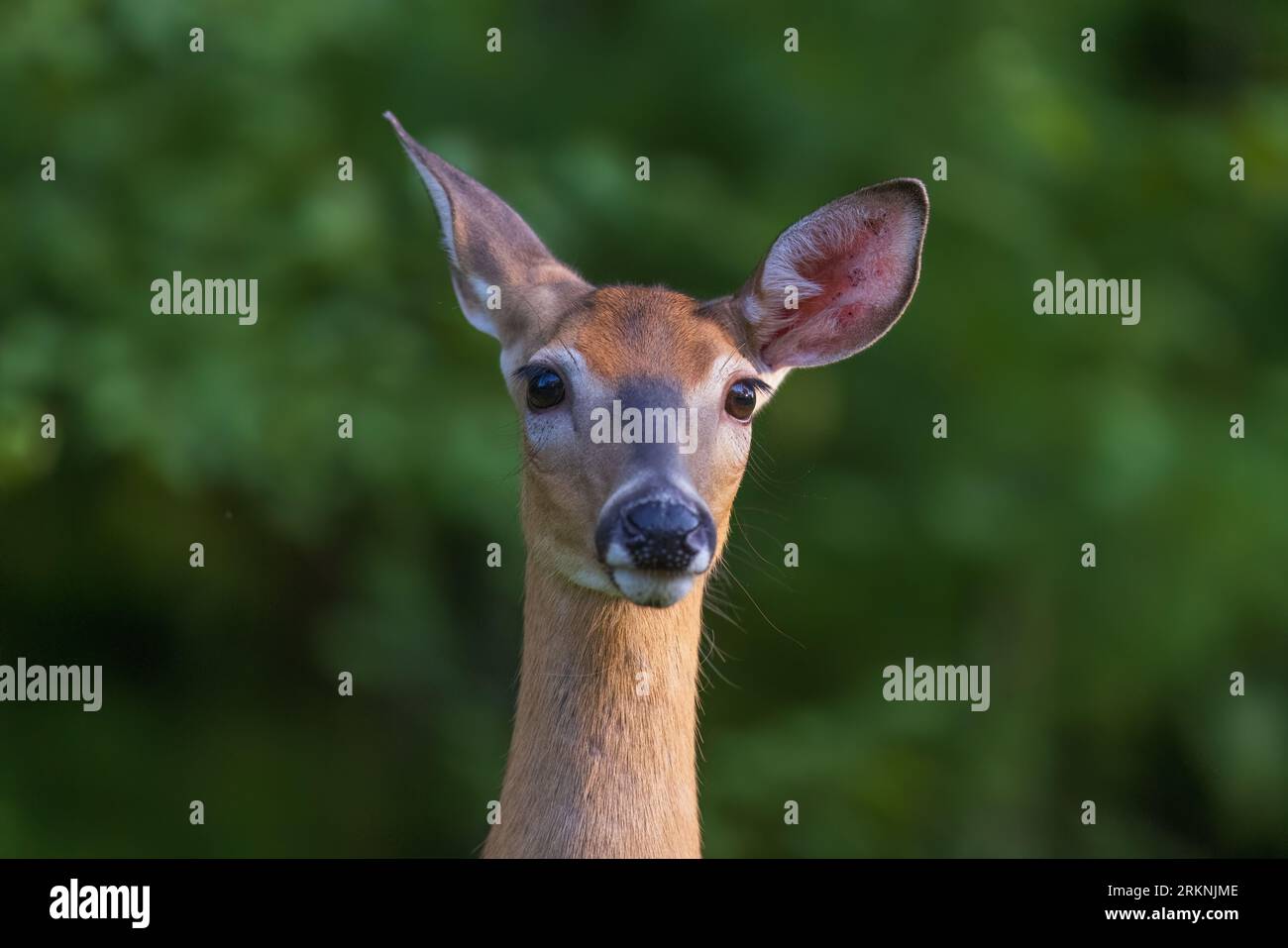 Portrait of a white-tailed doe in northern Wisconsin Stock Photo - Alamy