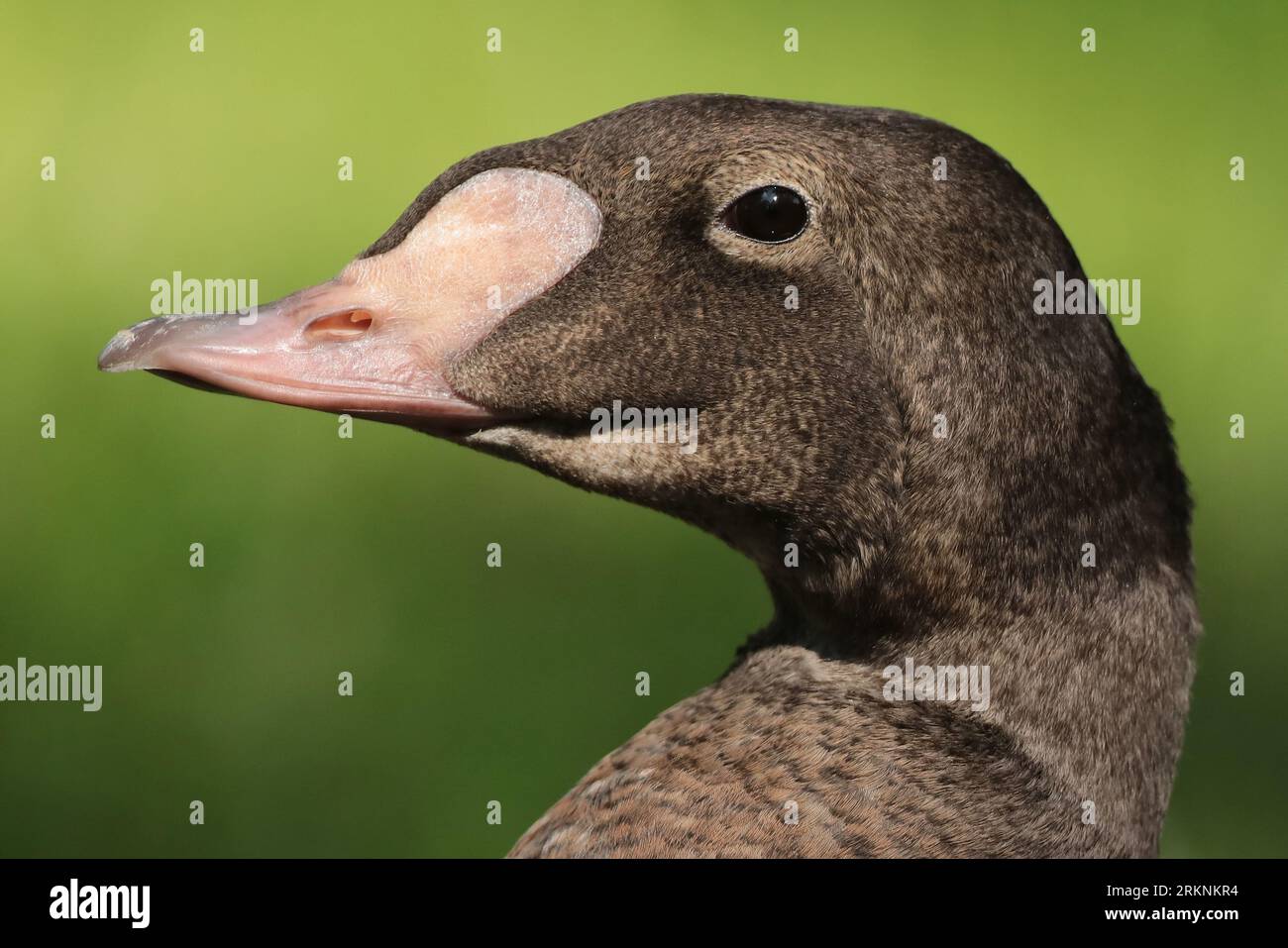 Half length duck portrait hi-res stock photography and images - Alamy