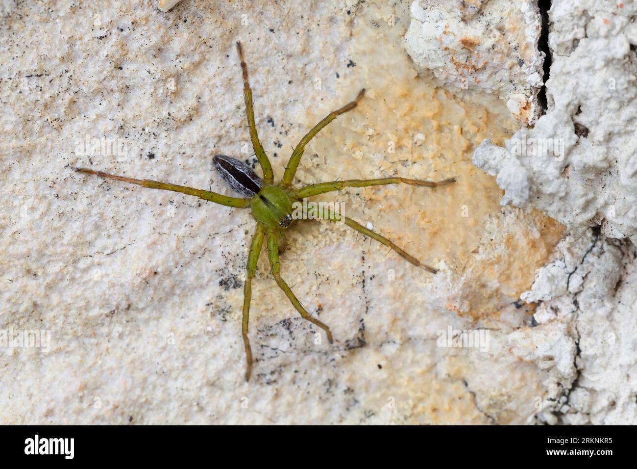 huntsman spider (Micrommata ligurina, Micrommata ligurinum, Sparassus ...