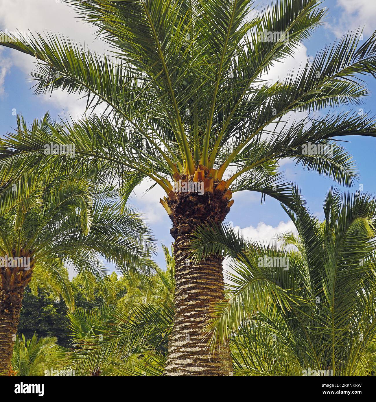 Palm Garden, the largest outdoor palm garden north of the Alps, Bad ...