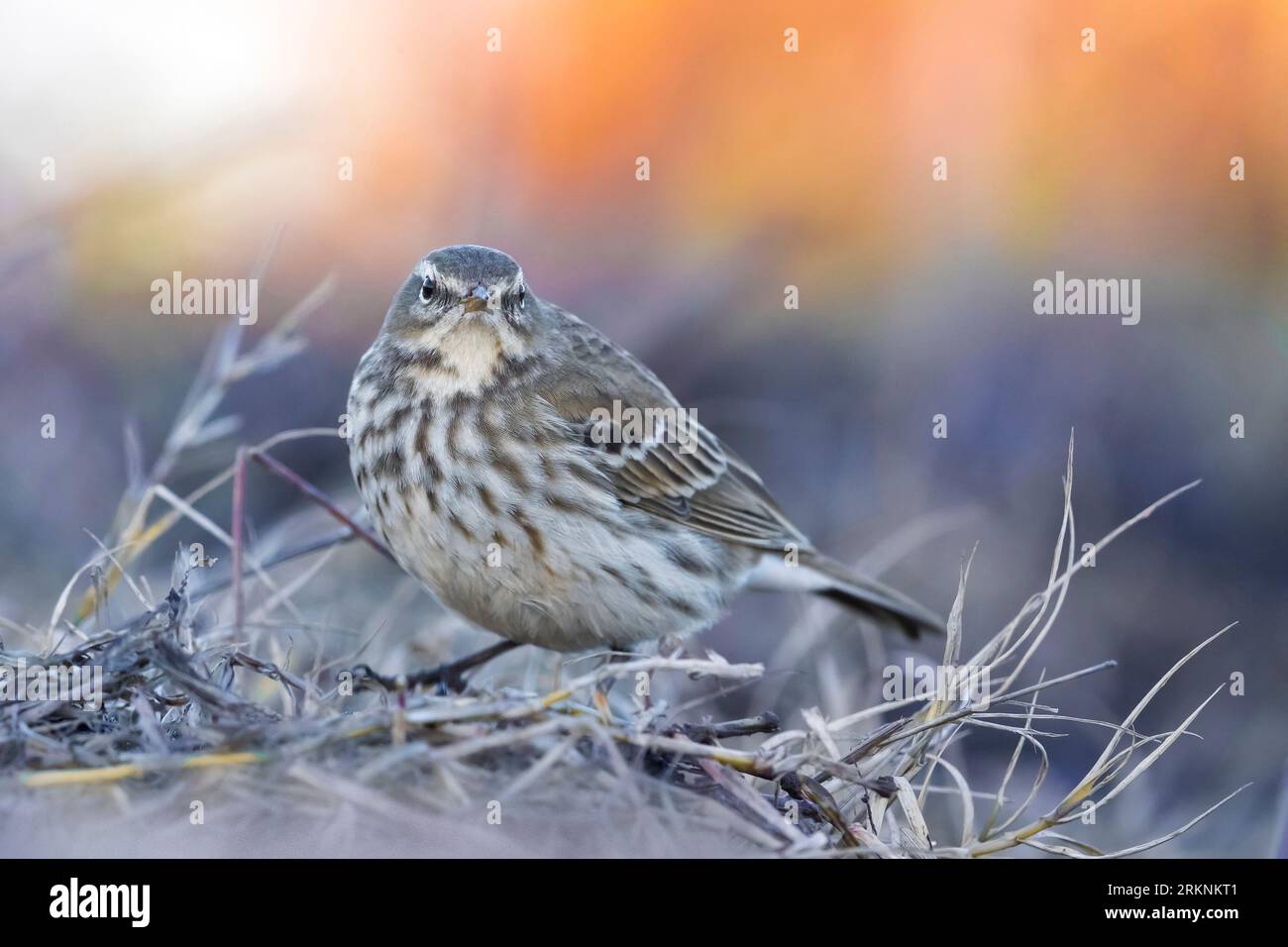 water pipit (Anthus spinoletta), sitting on the ground, Italy, Tuscany ...