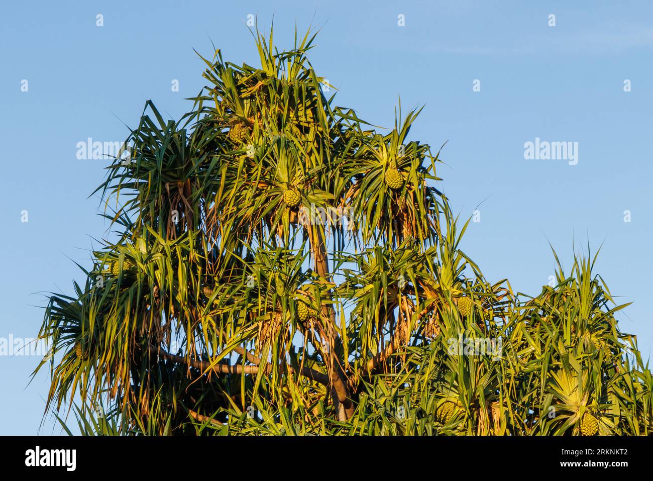 Polynesian screw pine (Pandanus tectorius), fruits on a tree, USA ...