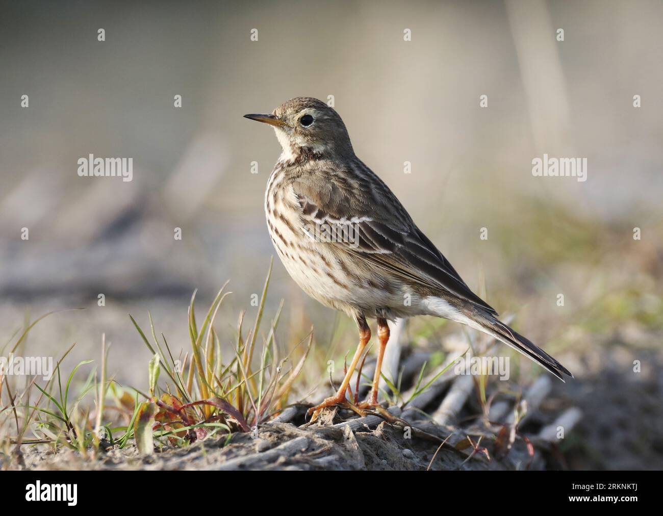 Asian Buff-bellied Pipit, Siberian Buff-bellied Pipit (Anthus rubescens ...