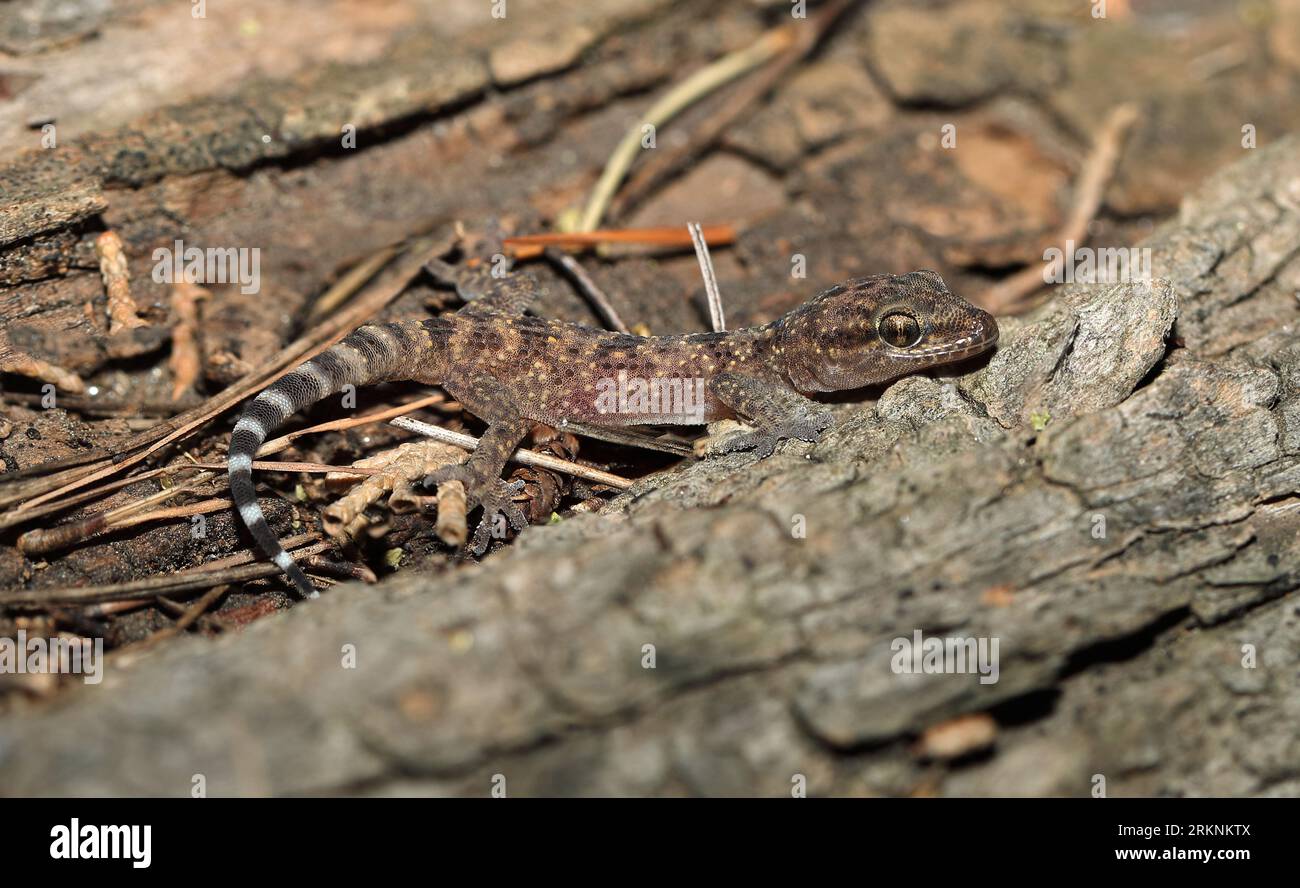 Turkish gecko, Mediterranean gecko (Hemidactylus turcicus), sitting on ...